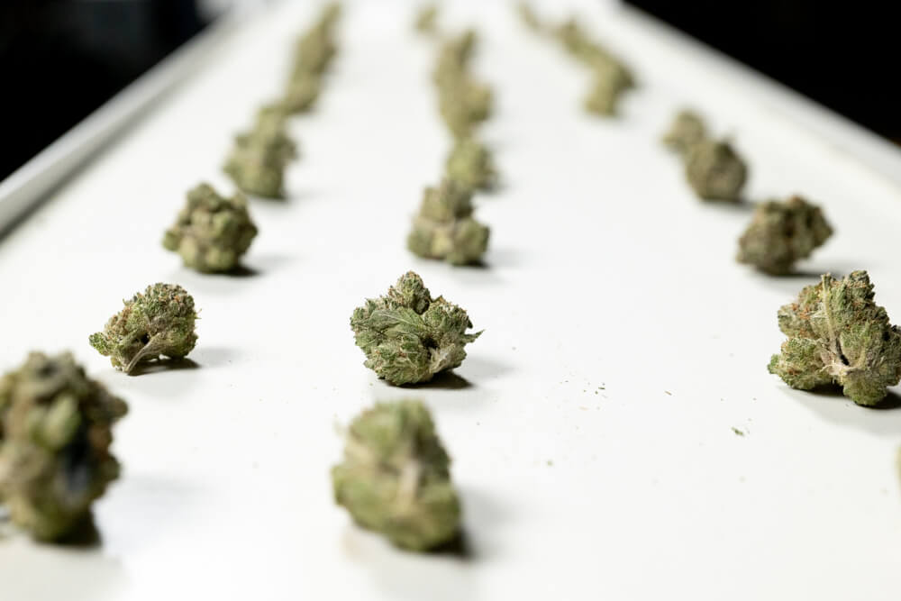 Starting your First Grow: When to Trim Your Cannabis • Twister Trimmer