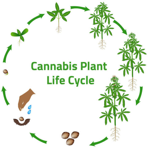 From Seed to Bud: The Plant Life Cycle of Cannabis - Twister Technologies