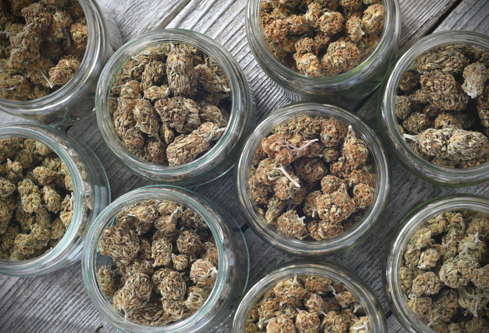 What to Consider when Drying and Curing Cannabis - Twister Technologies